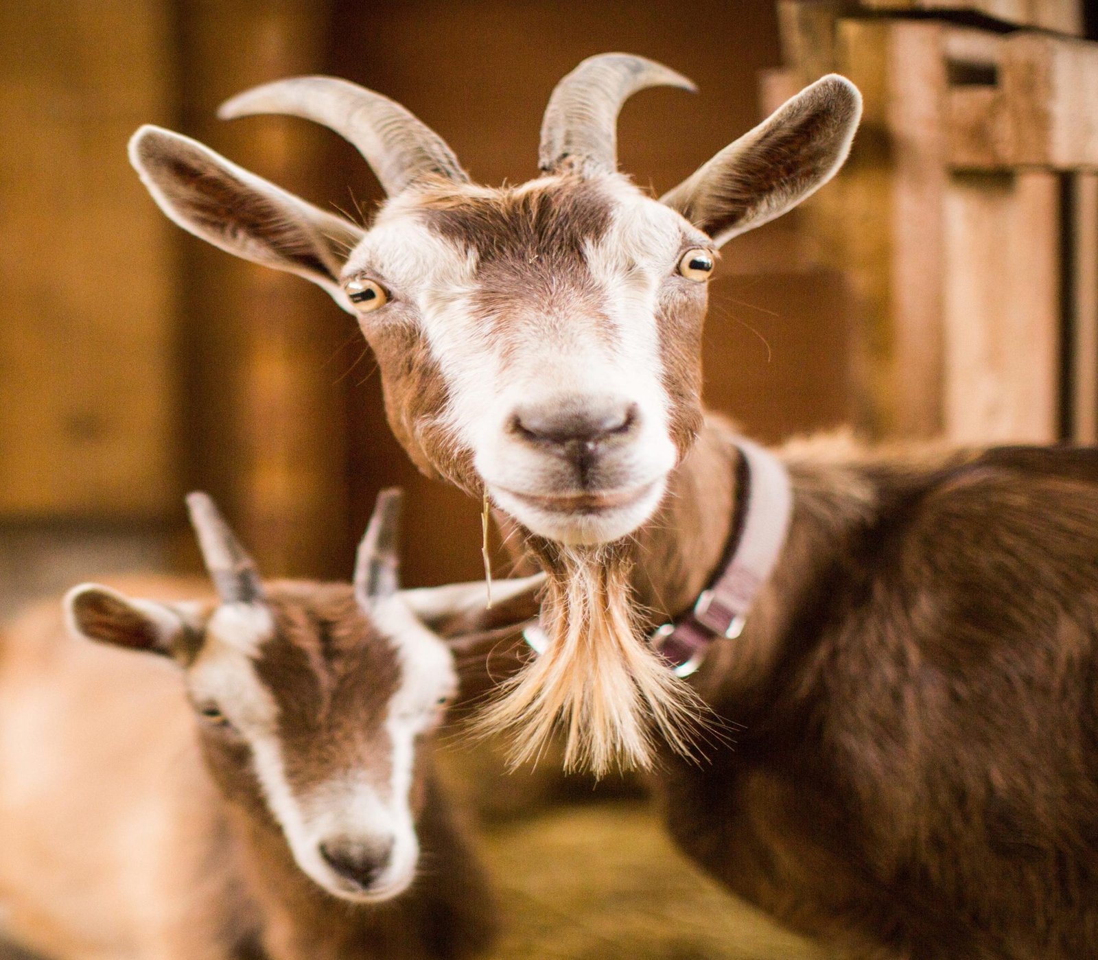 Amaroverseas manufacturer supplier producer trader exporter psyllium ...